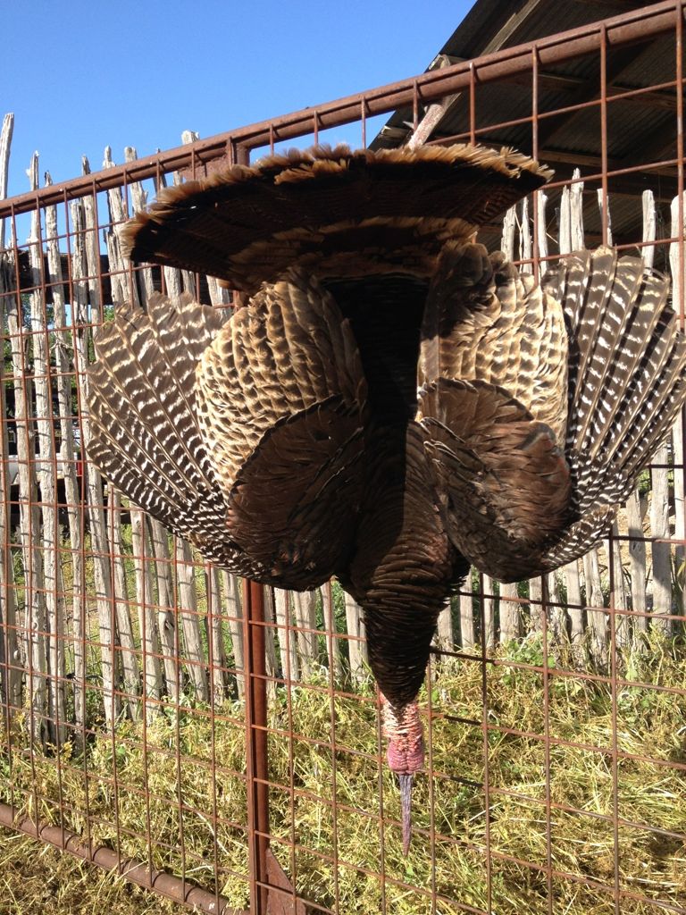 Turkey Dead mount reference pictures. | Refuge Forums